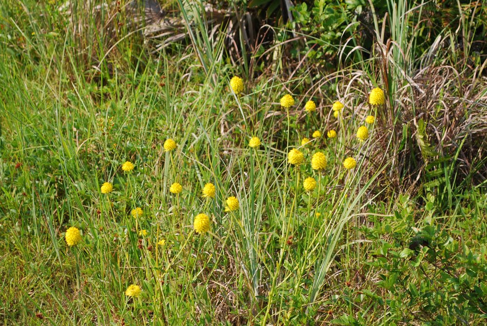 Space Coast Wildflowers: Summer in Wickham Park, July 9, 2010