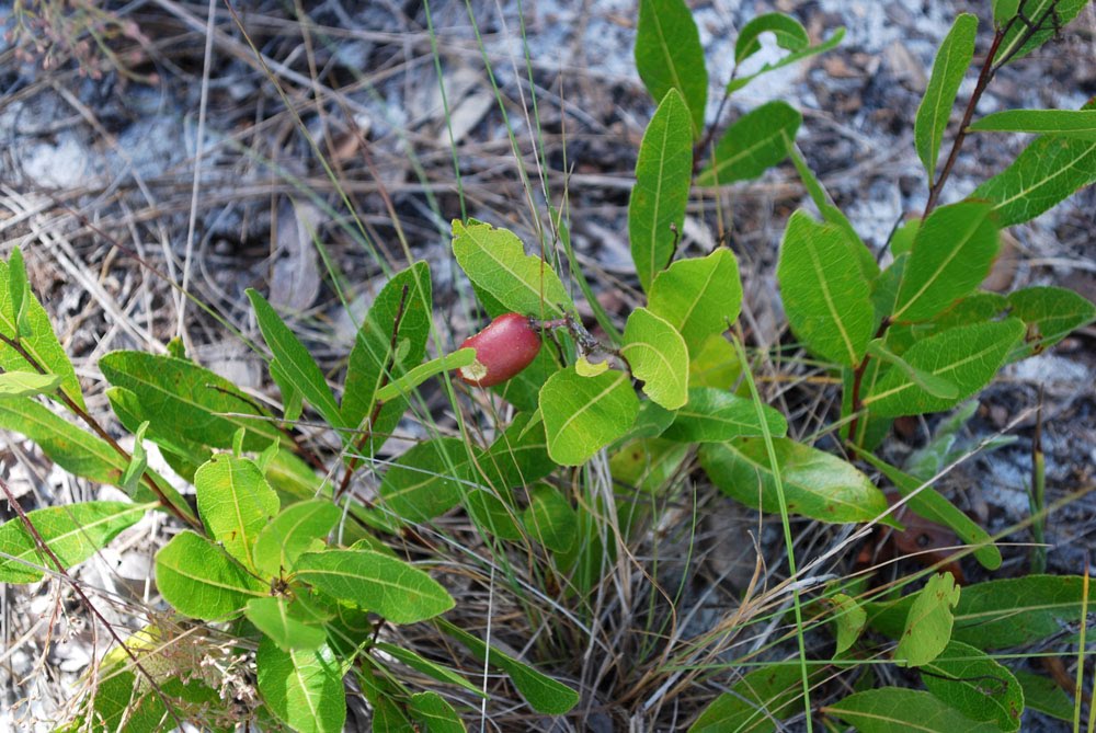 Space Coast Wildflowers: Wickham Park, Small Stuff, July 26, 2010