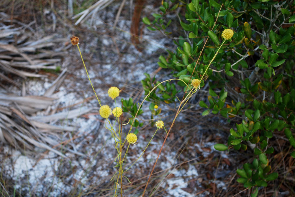 Space Coast Wildflowers: Wickham Park, Small Stuff, July 26, 2010
