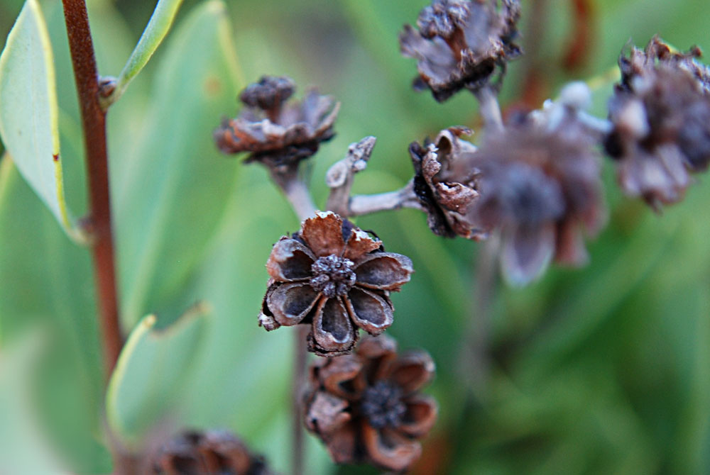 Space Coast Wildflowers: Wickham Park, Small Stuff, July 26, 2010