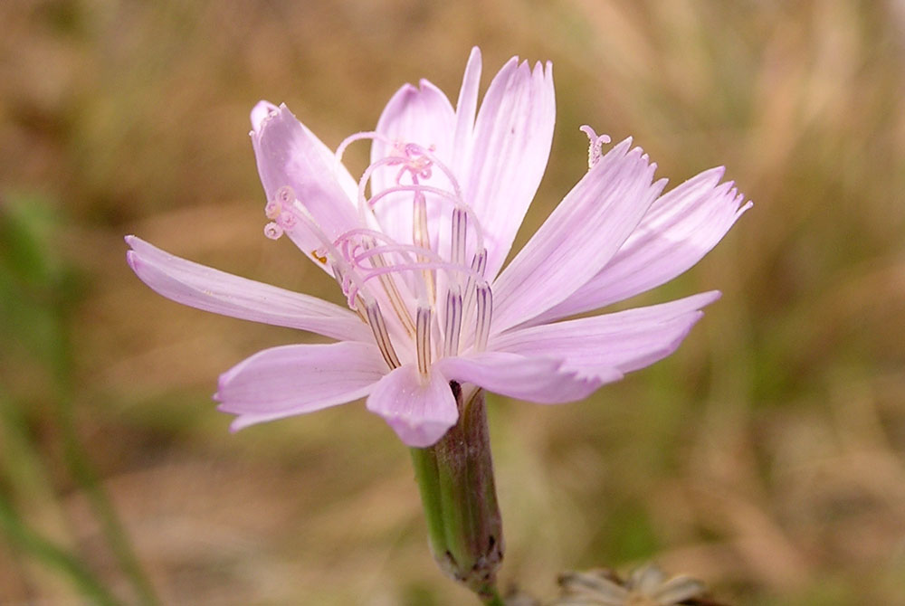 Space Coast Wildflowers: Wickham Park, Small Stuff, July 26, 2010