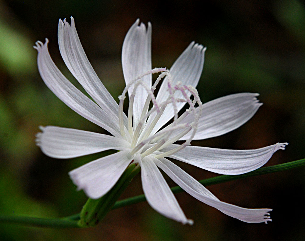Space Coast Wildflowers: Dale Wimbrow Park, September 26-27, 2010