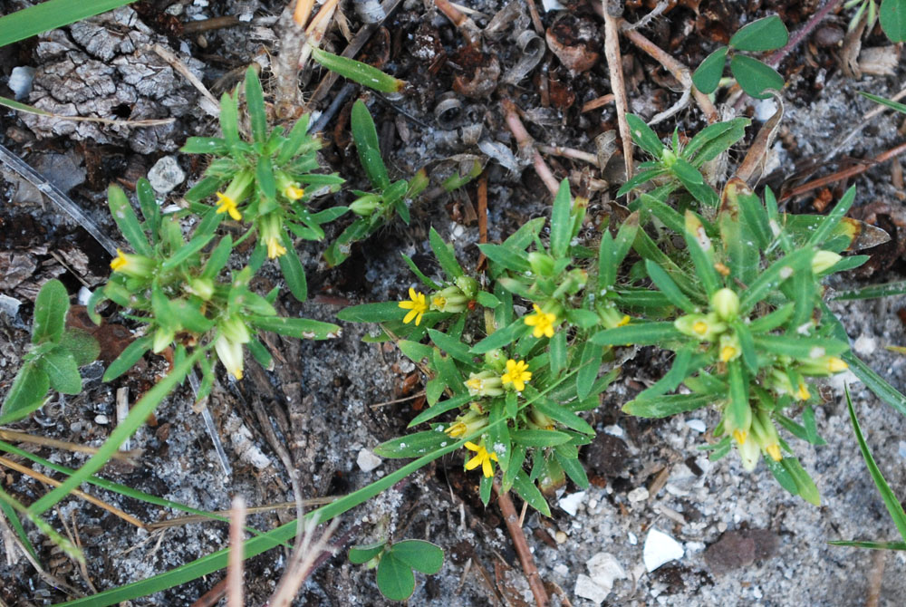 Space Coast Wildflowers: Dale Wimbrow Park, September 26-27, 2010