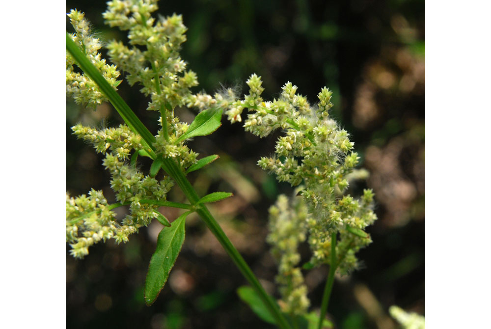 Space Coast Wildflowers: Enchanted Forest Sanctuary, October 8, 2010