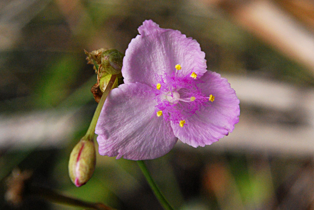 Space Coast Wildflowers: Wickham Park: Catching Up #1, September 20, 24 ...