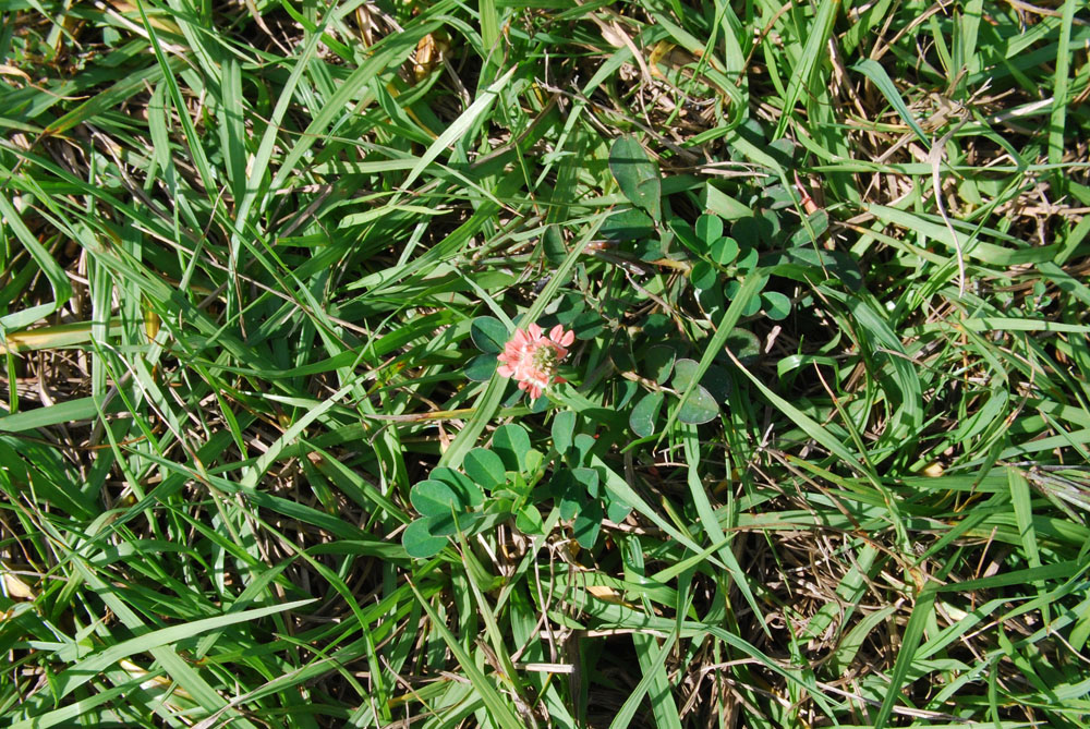 Space Coast Wildflowers: Wickham Park: Catching Up #5, November 30,2010