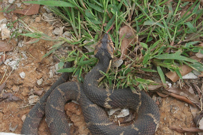 Just Horsin' Around: Celebrations, Scones, and Snakes...and All Before ...