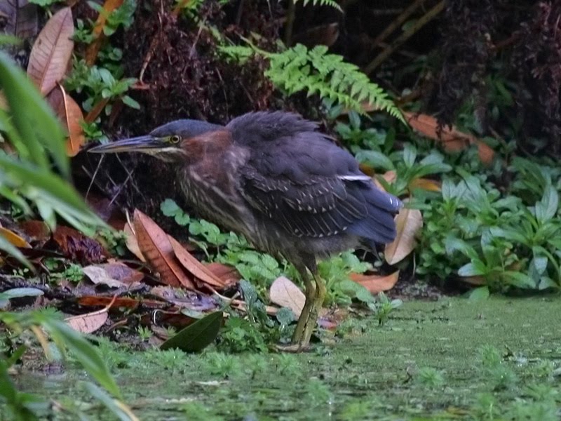 Blue Birding: American Bittern and Green Heron.