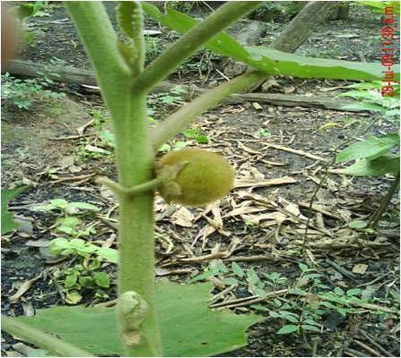 HERBARIO VIRTUAL: LULO