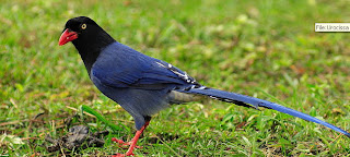 Taiwan Sabbatical 2008-2009: Formosan Blue Magpie 台灣藍鵲--Taiwanese ...