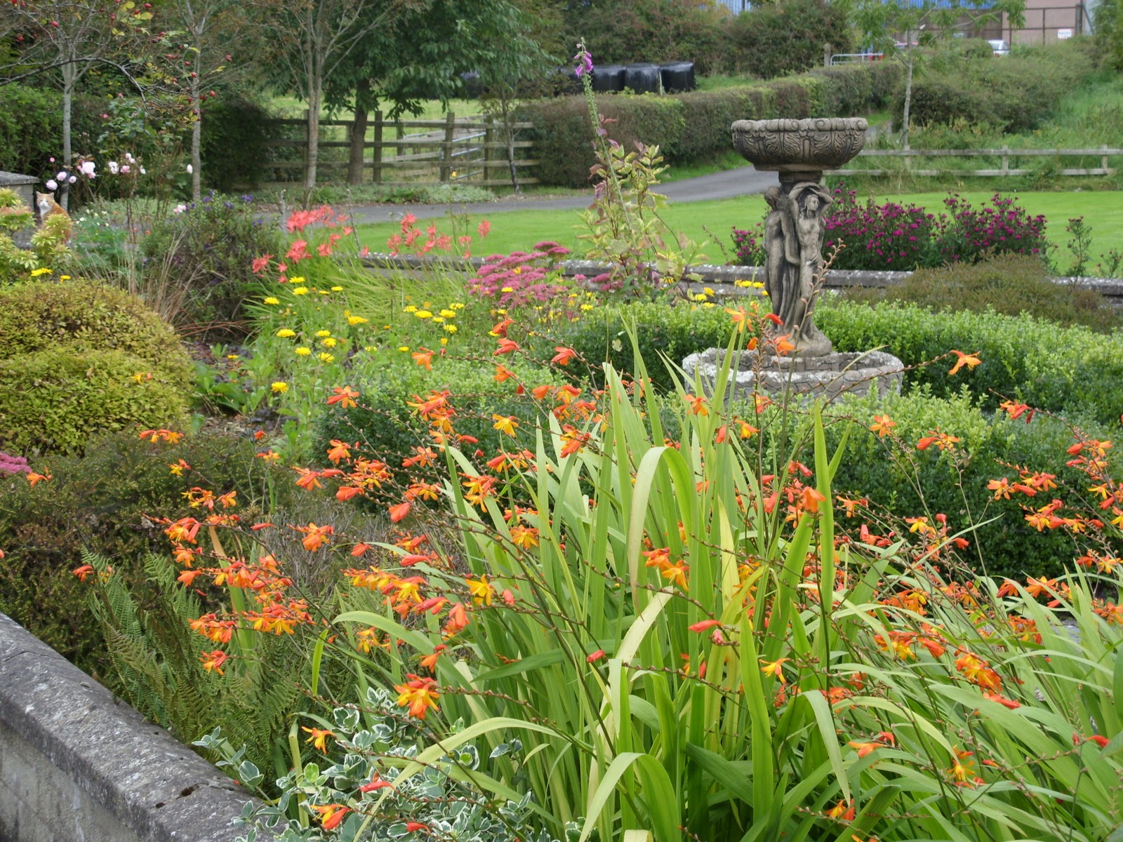 Kelli's Northern Ireland Garden: Crocosmia flowers - reproduce like rabbits