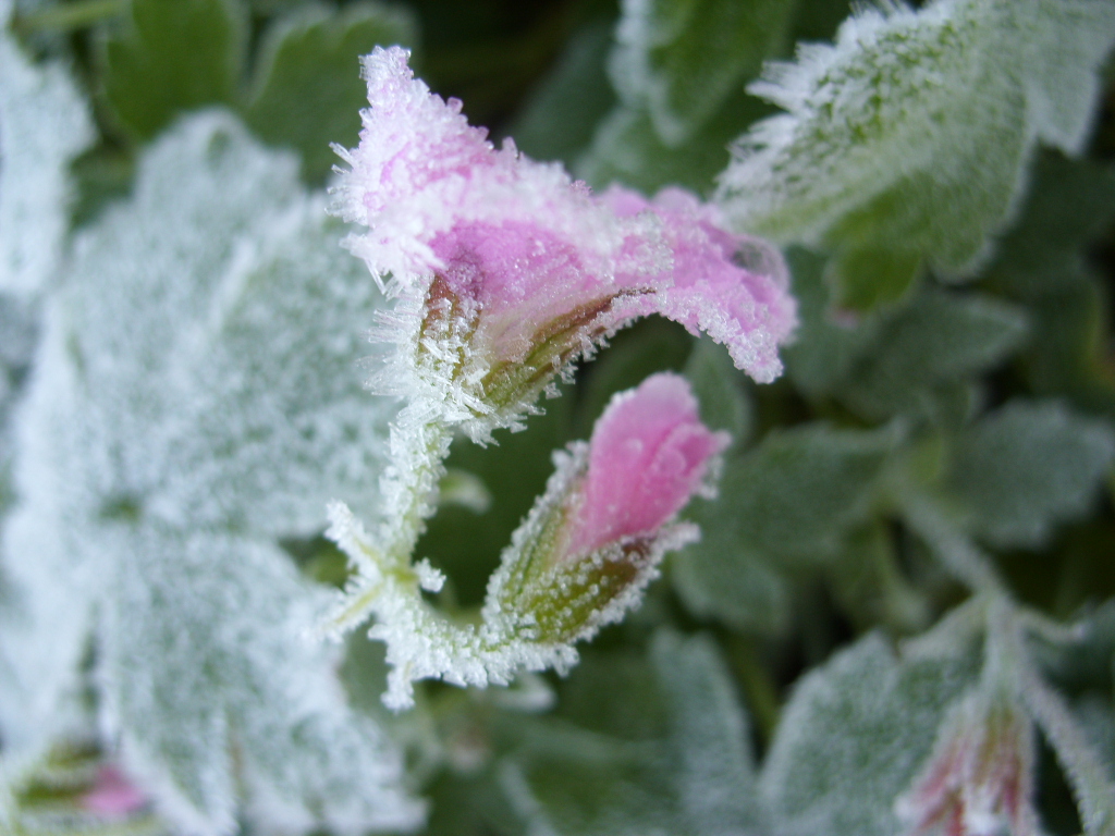Kelli's Northern Ireland Garden: Flowers Hit by Autumn Frosts