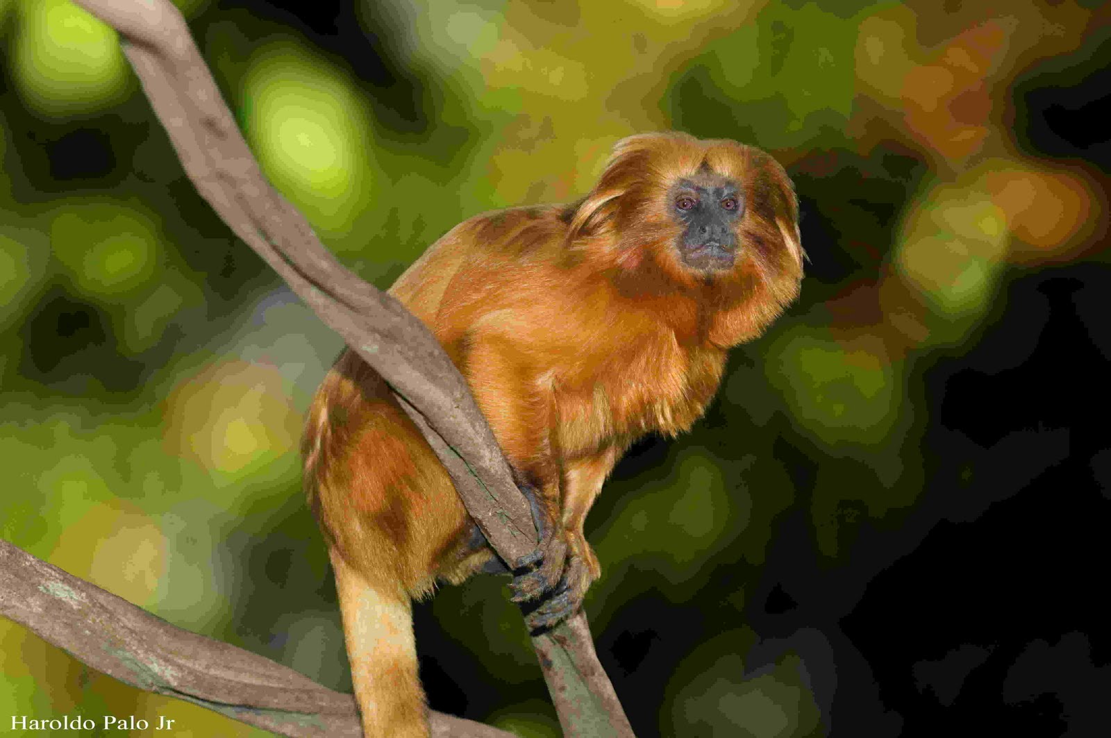 Mico Leão Dourado Em Extinção - FDPLEARN