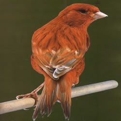 criaderoelruisenior.blogspot.com: Razas