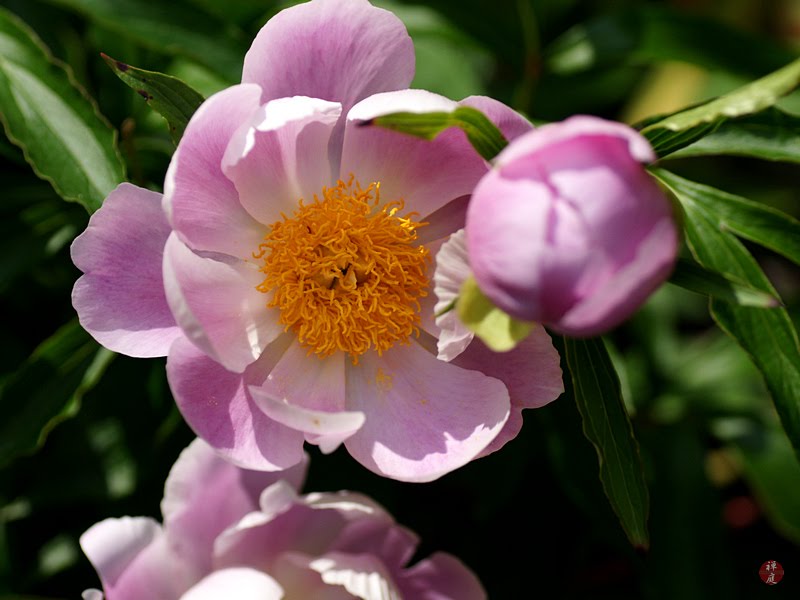 FROM THE GARDEN OF ZEN: A Botan (peony) flower in Engaku-ji temple