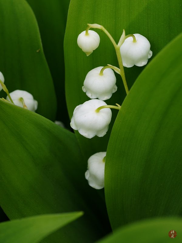 FROM THE GARDEN OF ZEN: Suzuran (Convallaria keiskei) flowers in Tokei ...