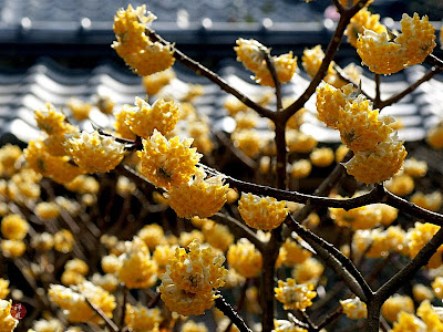 FROM THE GARDEN OF ZEN: Mitsumata (Edgeworthia chrysantha） flowers in ...