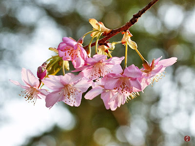 FROM THE GARDEN OF ZEN: Kanzakura flowers in Engaku-ji temple