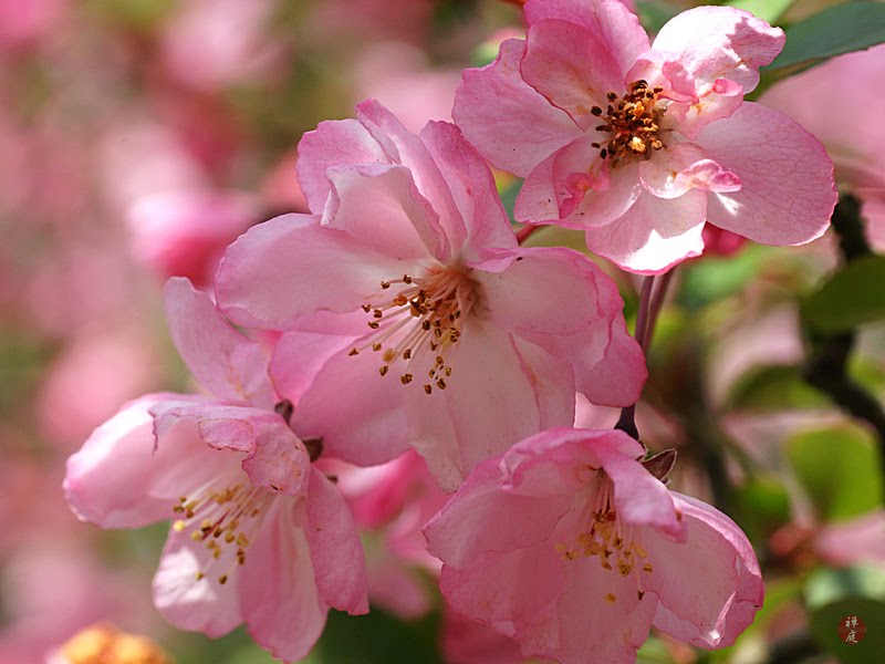 FROM THE GARDEN OF ZEN: Hana-kaido (Malus halliana) flowers in Engaku ...