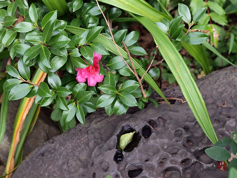 FROM THE GARDEN OF ZEN: Sazanka (Camellia sasanqua) flowers in Engaku ...