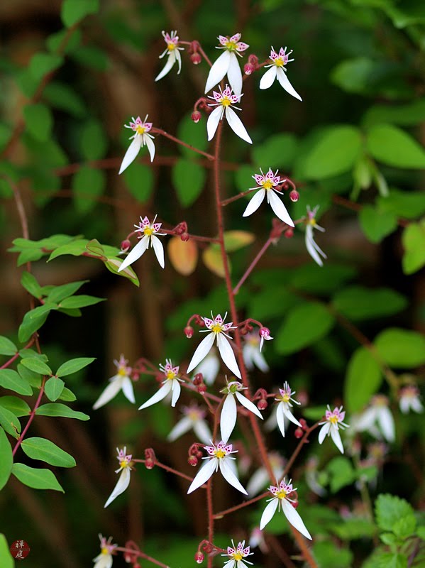 FROM THE GARDEN OF ZEN: Yuki-no-shita (Saxifraga stolonifera) flowers ...
