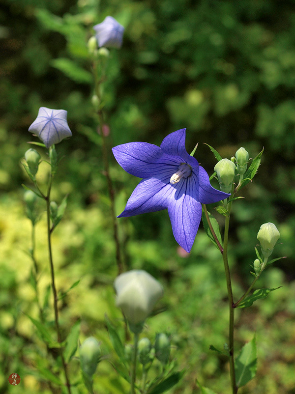 FROM THE GARDEN OF ZEN: July 2010