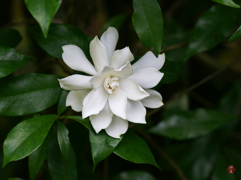 FROM THE GARDEN OF ZEN: A Kuchinashi (Gardenia jasminoides）flower in ...