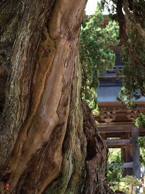 FROM THE GARDEN OF ZEN: September 2010