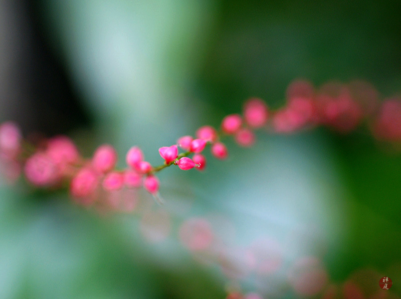 FROM THE GARDEN OF ZEN: Mizuhiki (Polygonum filiforme) flowers in Engaku-ji