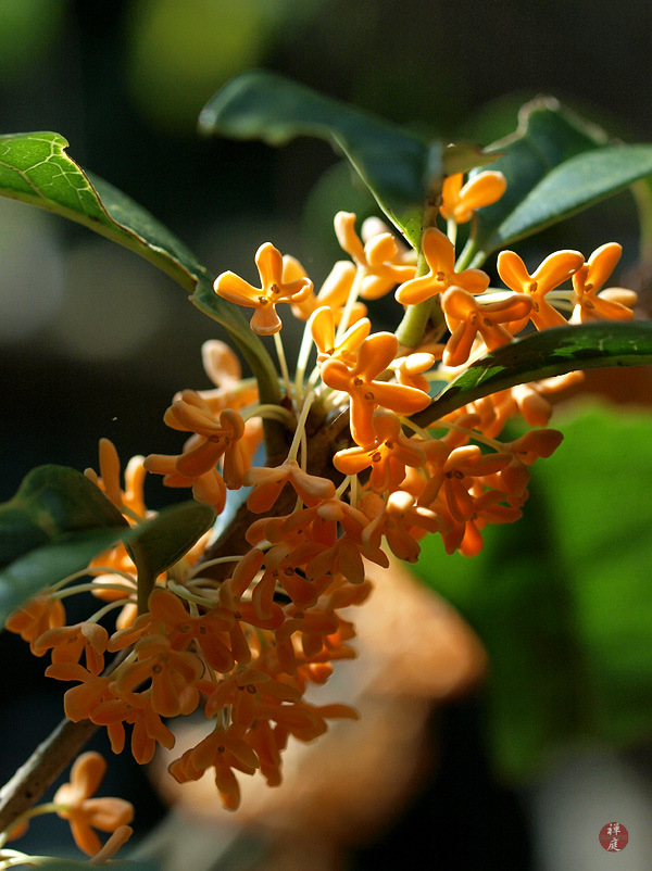 FROM THE GARDEN OF ZEN: Kinmokusei (Osmanthus fragrans var. aurantiacus ...