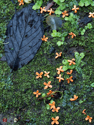 FROM THE GARDEN OF ZEN: October 2010