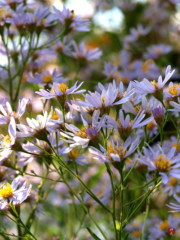 FROM THE GARDEN OF ZEN: Shion (Aster tataricus) flowers in Kaizo-ji