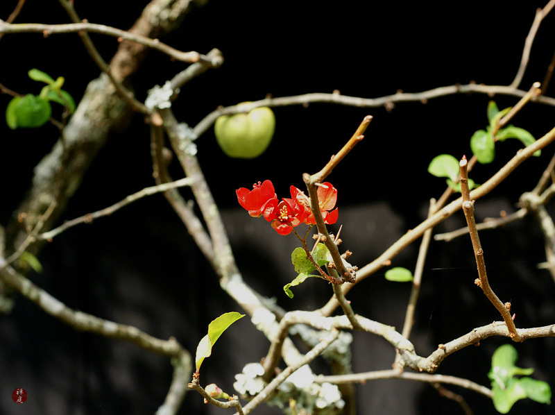 FROM THE GARDEN OF ZEN: November 2010