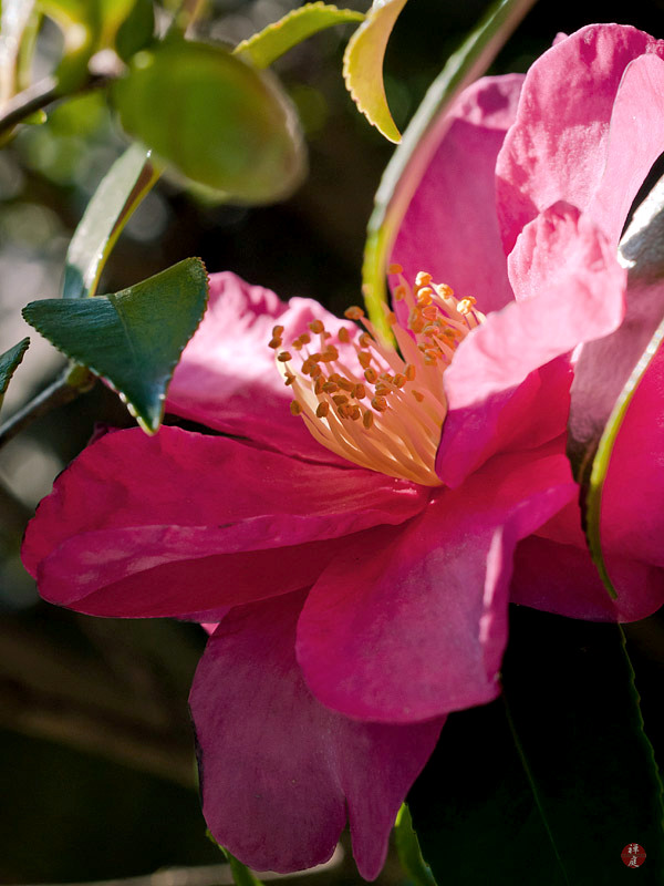 FROM THE GARDEN OF ZEN: A Tsubaki (camellia) flower in Engaku-ji
