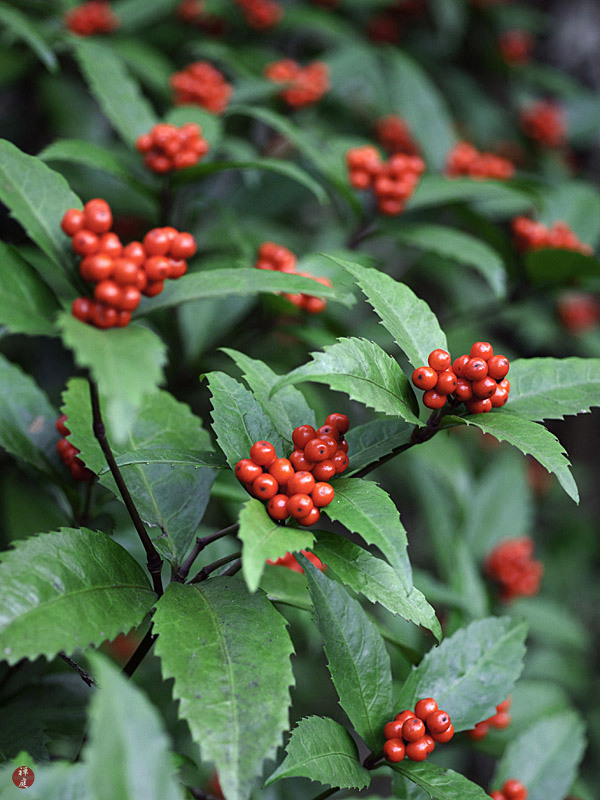 FROM THE GARDEN OF ZEN: Senryo (Sarcandra glabra) fruits in Jochi-ji