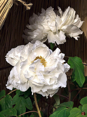 FROM THE GARDEN OF ZEN: Fuyu-botan (winter-peony) flowers in Tsurugaoka ...