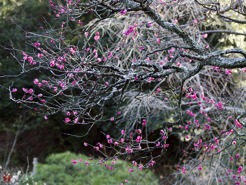 FROM THE GARDEN OF ZEN: Red Ume (Japanese apricot) flowers inTokei-ji