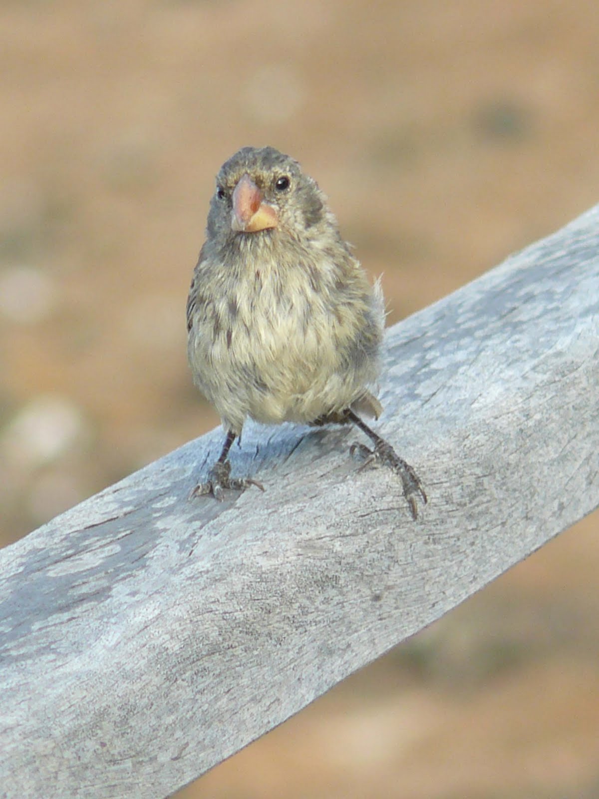 Wildlife on Bartolome Island, Galapagos