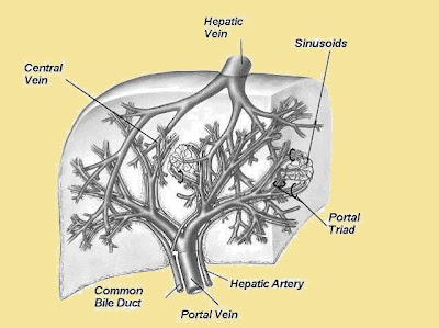 CT_physics_2009: Blood Circulation in the Liver