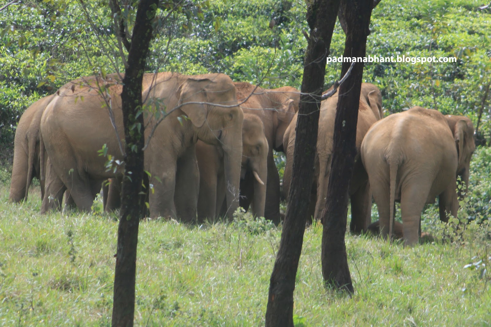 PADMANABHAN.T: Animals, Insects. In Valparai Forest