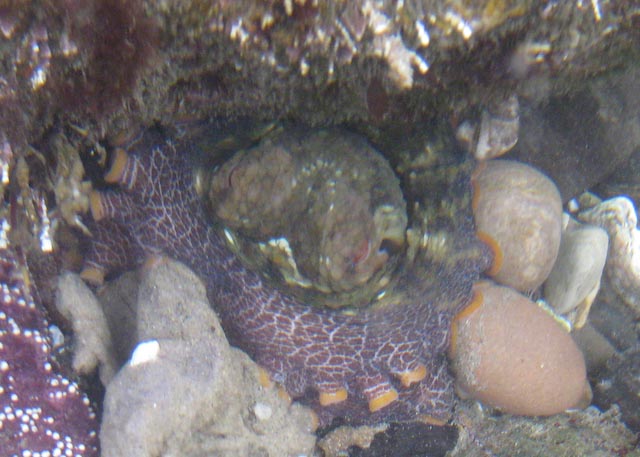 Tide Pools at Malibu Lagoon - February 2009