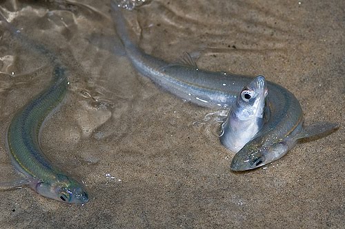 Santa Monica Grunion Run - May 2010