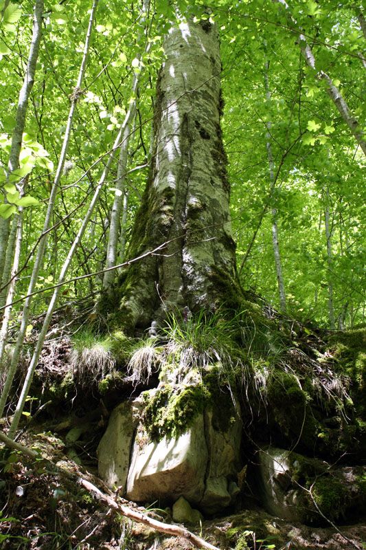 Arbolesmonumentales: Hayedo de Irati