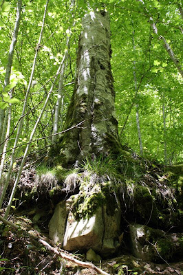 Arbolesmonumentales: Hayedo de Irati