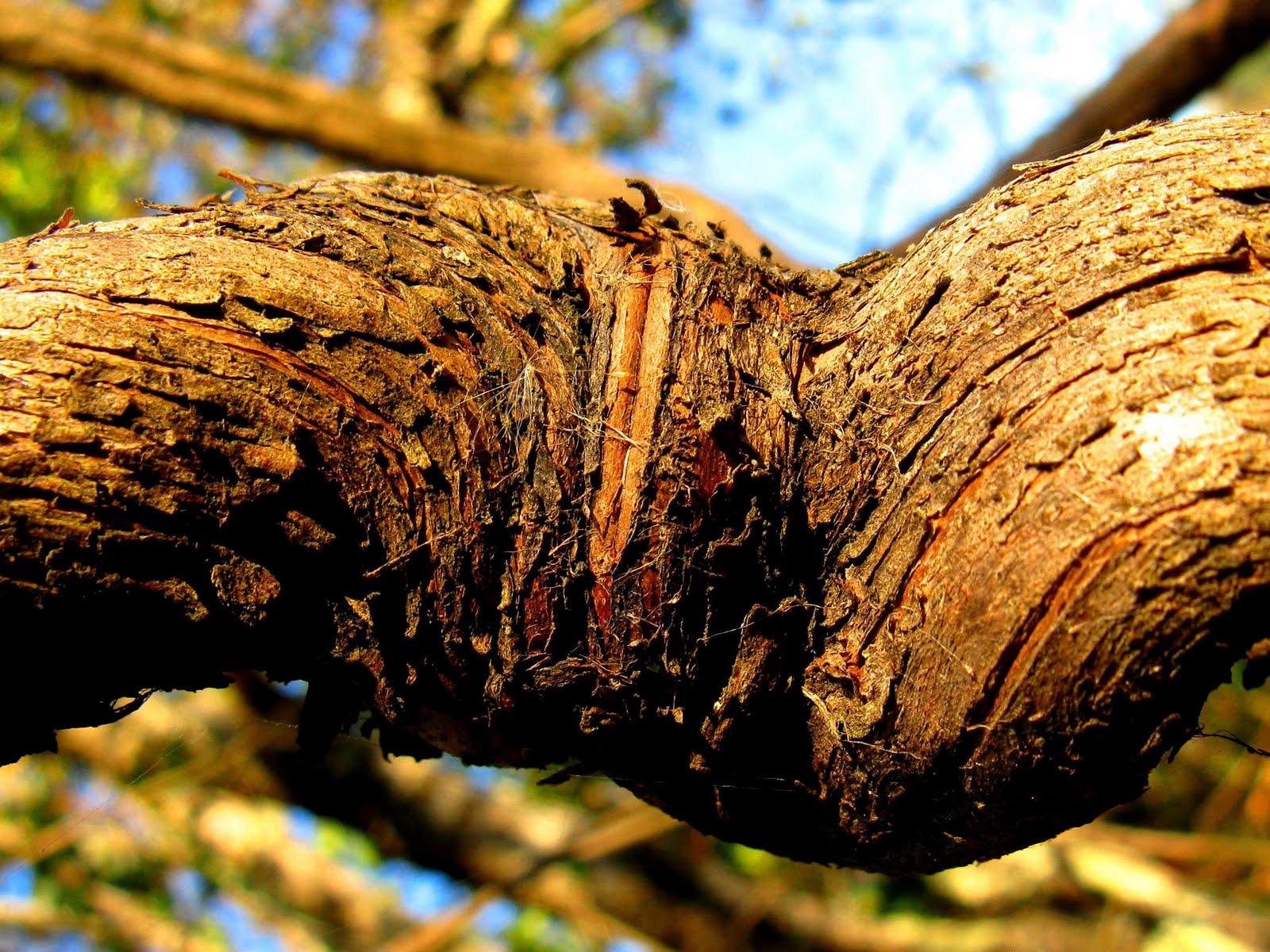 The Divined Feminine: Yoni Branch