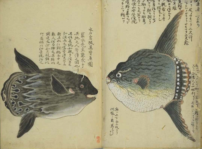 deep-bue-sea: MOLA MOLA