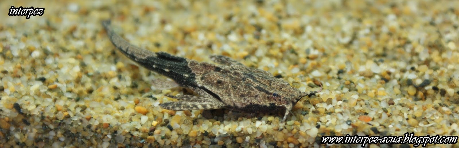 acuablog: Bunocephalus coracoideus