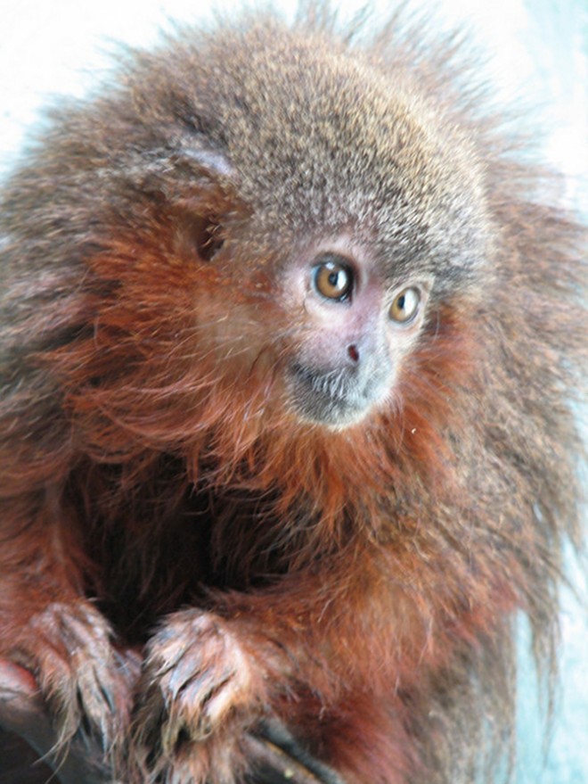 The Biology Blog: New Titi Monkey Species Discovered In Amazon