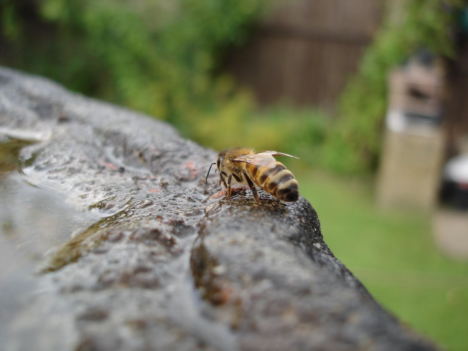 Down on the Allotment: Beans and Bees