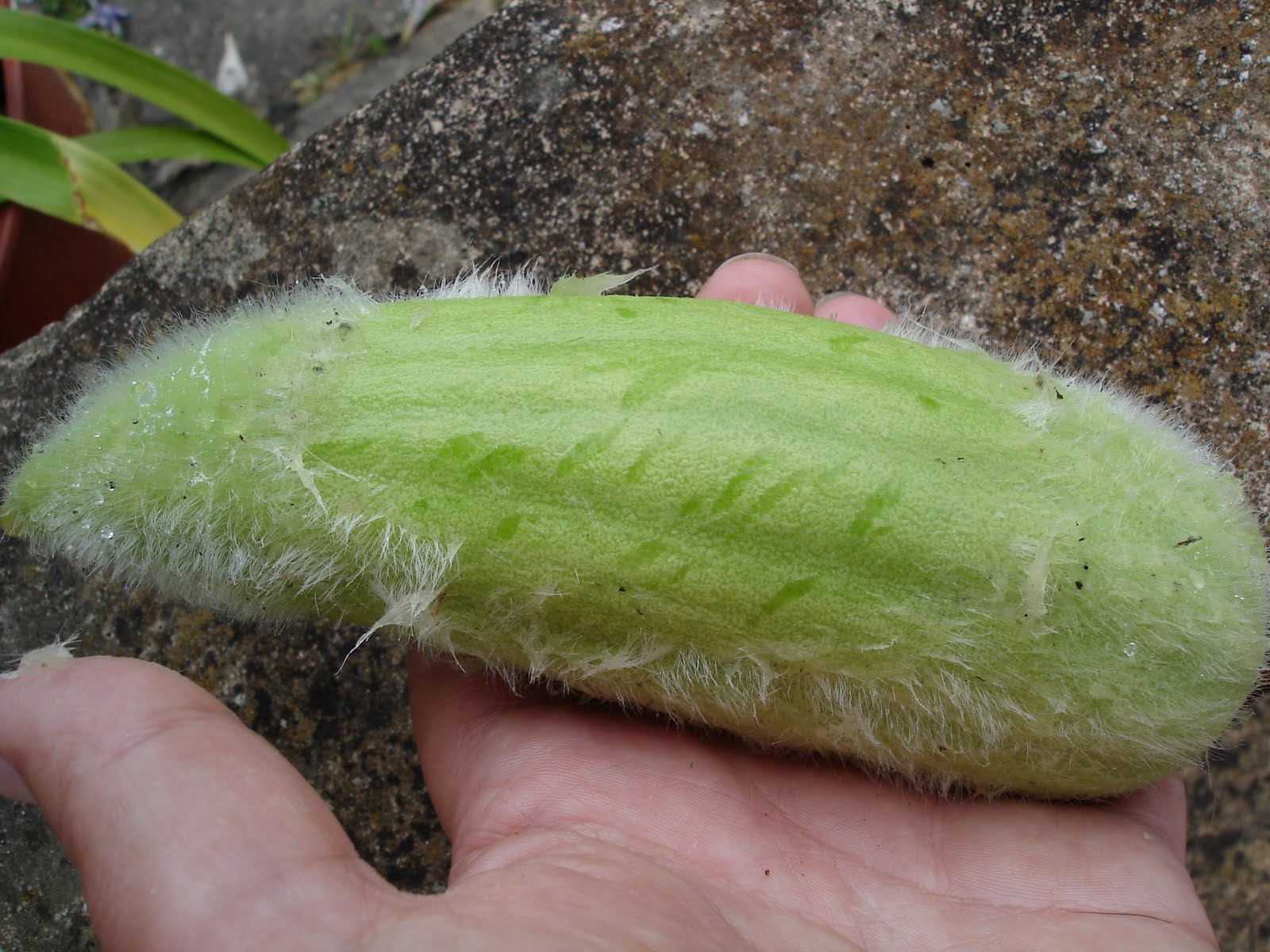 Down on the Allotment: My Furry Cucumber!